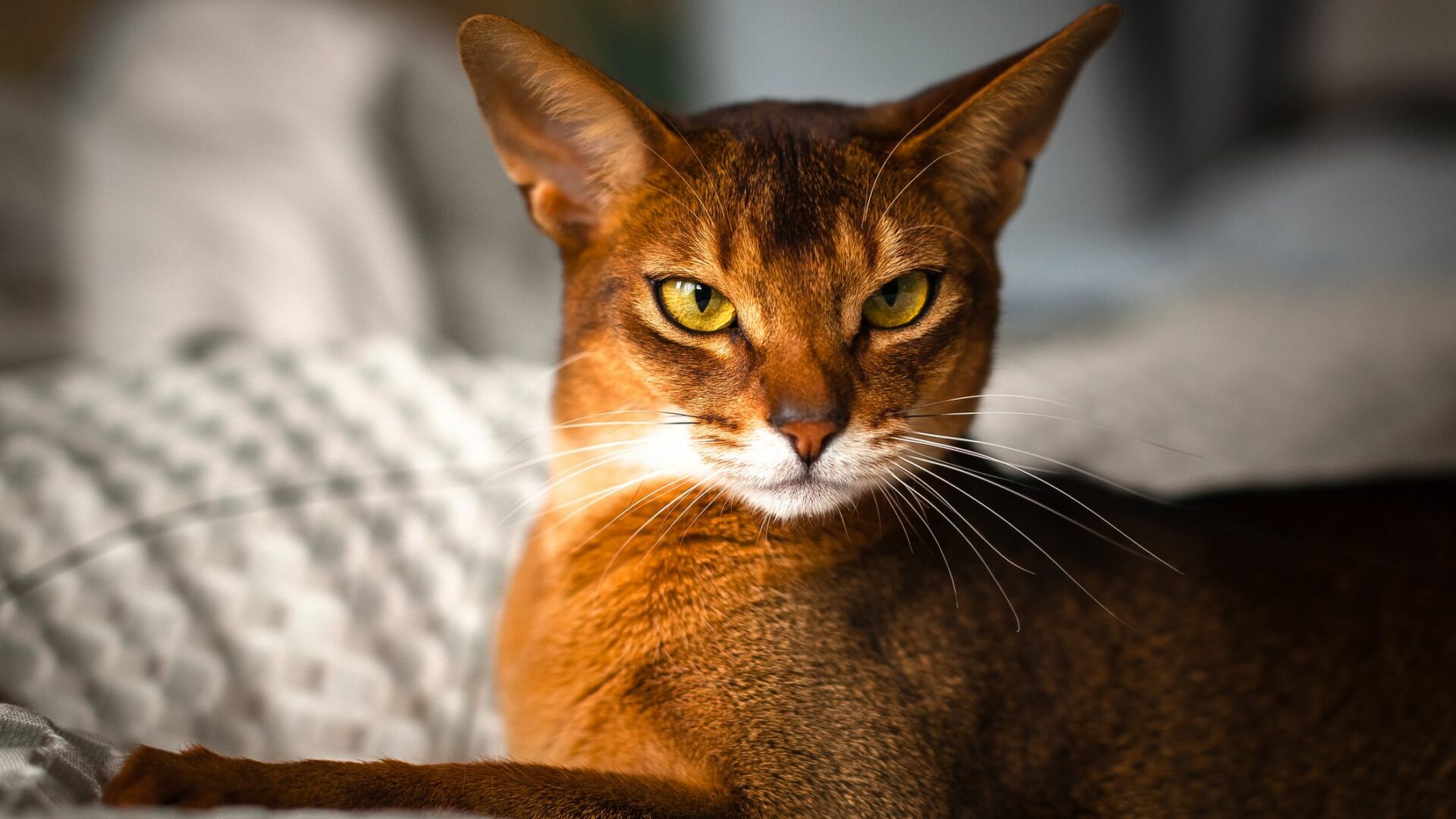 Cat Breeds In India: The 5 Best Cat Breeds To Breed In India