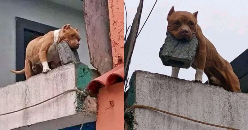 Man accused of mastering his dog to throw bricks on People, Here’s why!