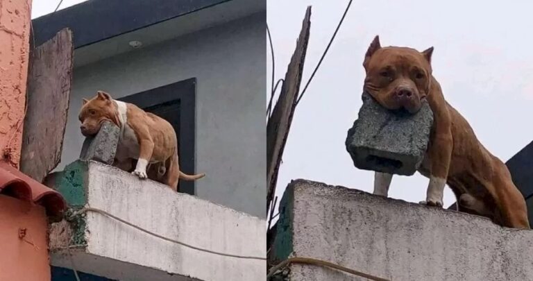 Man accused of mastering his dog to throw bricks on People, Here’s why!